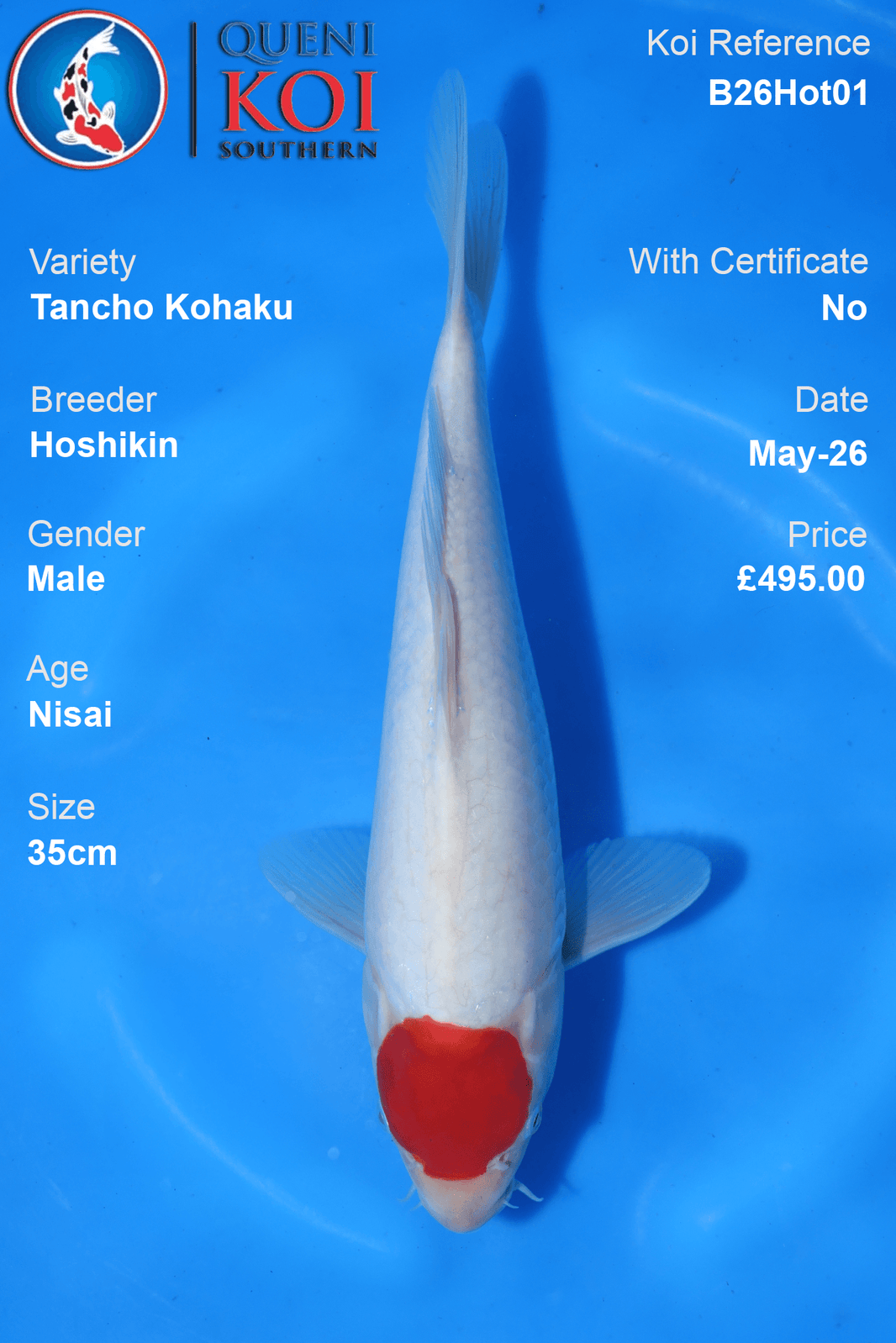 Koi – Page 4 – Queni Koi Southern