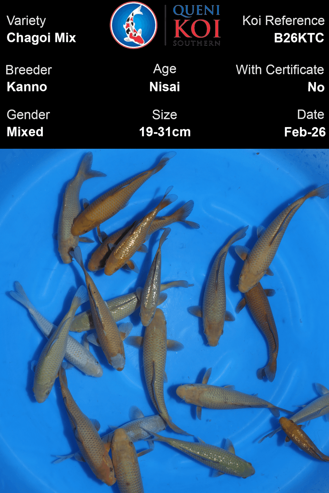 Koi – tagged "koi" – Queni Koi Southern